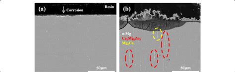 Cross Section View Of The Immersed Samples Of A 01 Ca And B 03 Ca Download Scientific