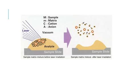 Automated System For Bacterial Identification Pptx