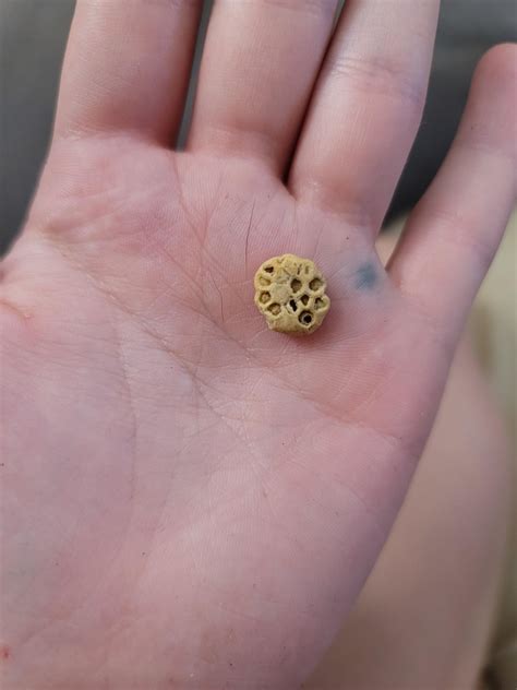 Sponge Fossil Or Rock R Fossilid