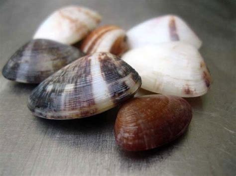 Remis Lala Kepah Kerang Kupang Siput Etok Etc Caridotmy Powered By