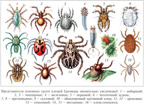 Клещи: виды с фото и описанием, где обитают, чем питаются - Борьба с ...