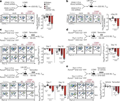 runx3 programs cd8 t cell residency in non lymphoid tissues and