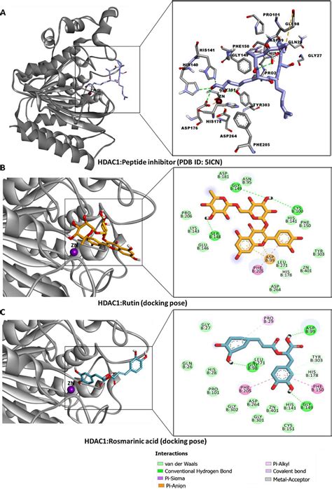 A Crystal Structure Of Hdac1 Complexed With A Novel Peptide Inhibitor