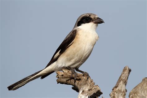 Lanius Minor ♀ Lesser Grey Shrike Near Satara Rest Camp … Flickr