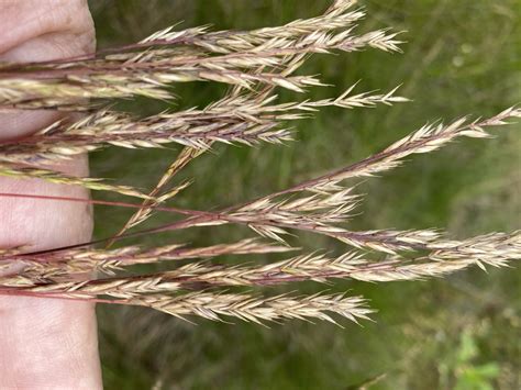 Festuca Rubra Red Fescue Fsus