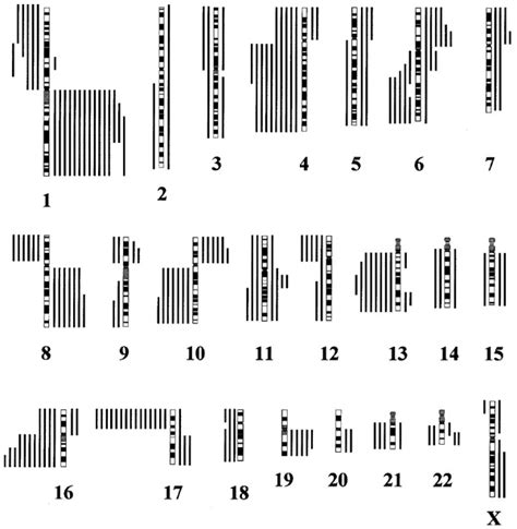 Summary Of DNA Copy Number Increases And Decreases In HCCs Detected Download Scientific