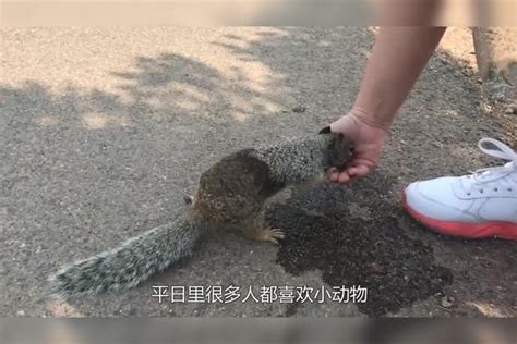 心疼3000元一只的茶杯犬究竟是怎么来的看完你还忍心养吗 茶杯