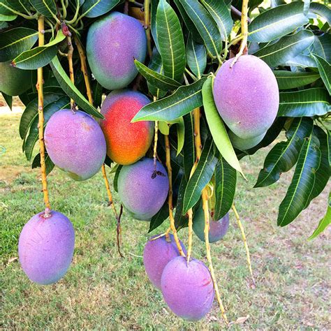 Dwarf Mango Tree Varieties India