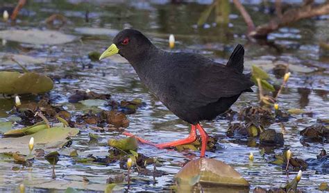 Black Crake Facts Distribution And Population Biodb