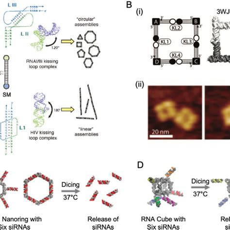 Multiple Functional Rnas Delivery With Programmable Rna Download Scientific Diagram