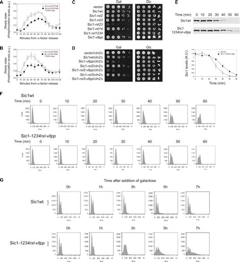Dynamics Of Cdk1 Substrate Specificity During The Cell Cycle Molecular Cell