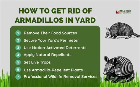 Ultimate Guide How To Get Rid Of Armadillos In Yard For Good