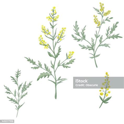 Set Atau Ilustrasi Cat Air Yang Digambar Tangan Dari Sagebrush Wormseed