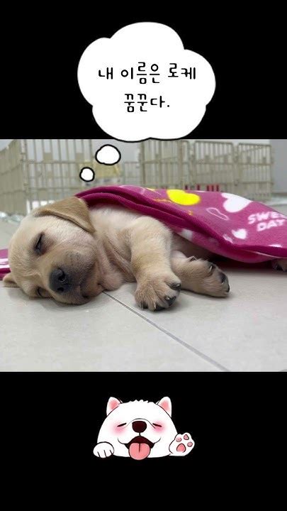 무슨 꿈을 꾸는지 꿈틀꿈틀 잠자는 로케 Youtube