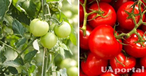 Помідори можна сіяти на початку зими щоб весною отримати великий врожай як сіяти помідори та коли