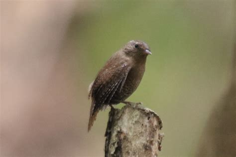 日向渓谷二の足林道ミソサザイカワガラス 痛い日記