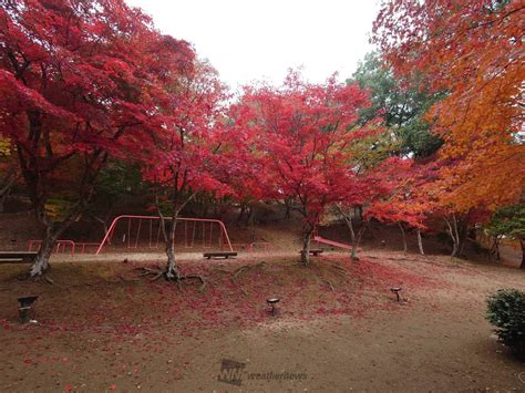尾関山公園の紅葉情報2024 ウェザーニュース