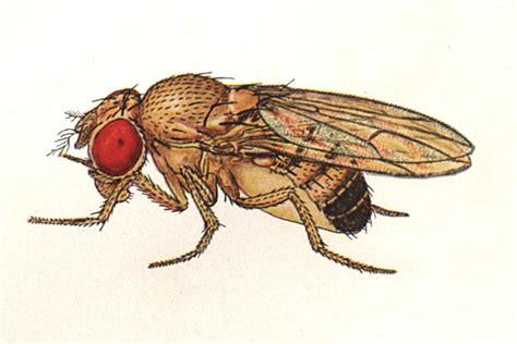 Drosophila Melanogaster