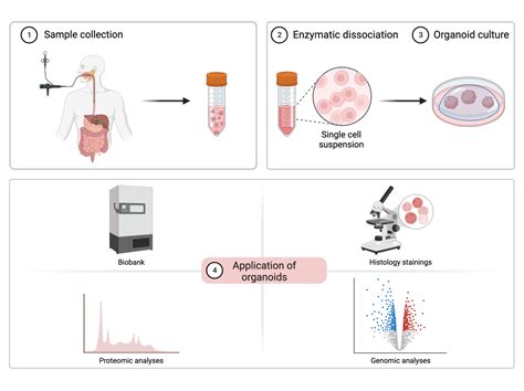 Three Dimensional Cell Culture Models To Investigate The Epithelial Barrier In Eosinophilic