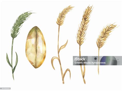 밀의 수채화 삽화 세트입니다 밀 귀 말린 곡물의 무리 곡물 수확 농업 유기농 건강 식품 상징 베이커리 디자인 요소 밀에 대한