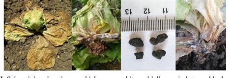 Figure 1 From Effect Of Coniothyrium Minitans And Trichoderma Harzianum