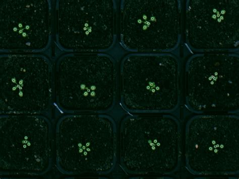 Github Mahmoudyahiaahmedplant Leaf Counting With A Bespoke Vgg Model