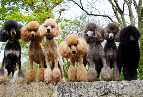 Do Poodles Have Different Coats At Jayden Abdullah Blog