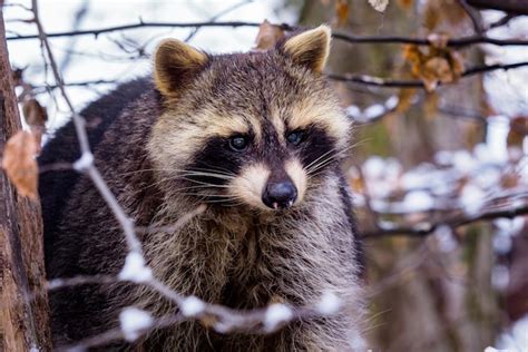 Premium Photo Raccoon Procyon Lotor In Winter Also Known As The North