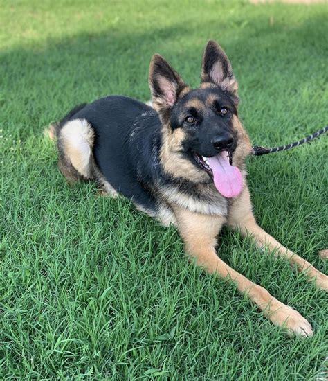 Sentry Shepherds Rescue Luna