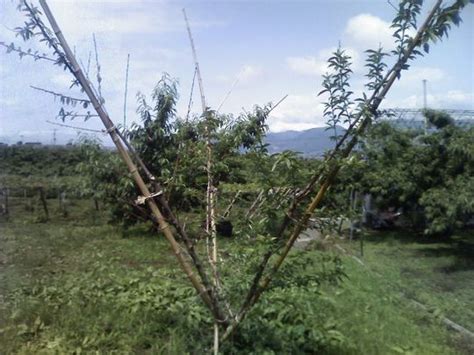 夢しずく・・・ 樋口桃園便り