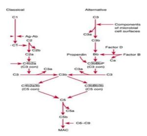 Complement System Definition Activation Effects Regulation Biology Notes Online
