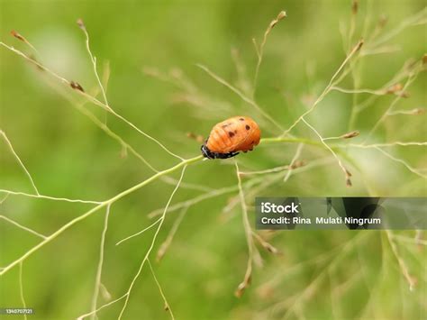 Cocoon Stage Ladybirth Cycle Of Ladybug Insect The Orange Bug Cocoon