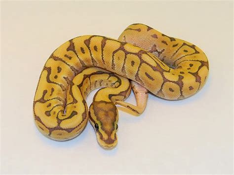 Orange Ghost Morph List World Of Ball Pythons