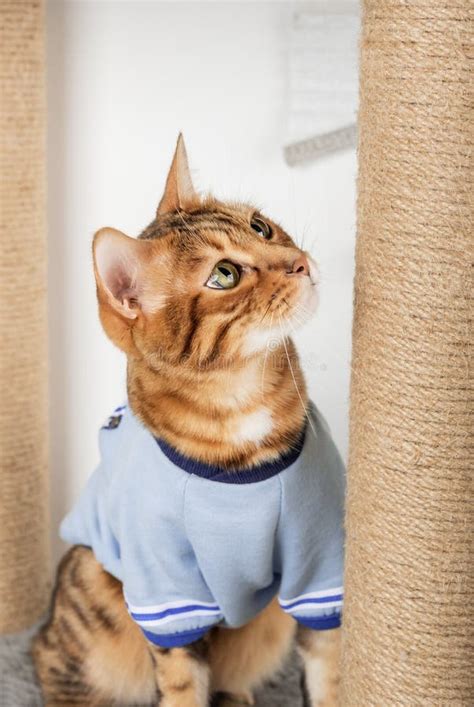Domestic Cat In Clothes Plays With A Cat Tree Stock Image Image Of Indoors Plateau 267797261