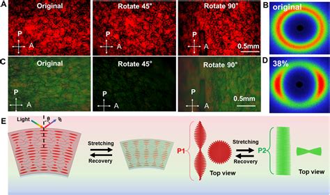Hollow Cholesteric Liquid Crystal Elastomer Fiber With Synergistically