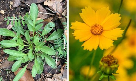 Flower Seedling Identification Guide Seedling Identification Guide For