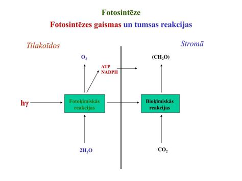 Ppt Fotosintēze Powerpoint Presentation Free Download Id 5533437