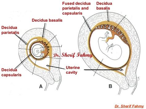 Decidua And Chorionic Velli General Embryology