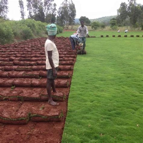 Nilgiri Grass Wholesale Nilgiri Grass Nilgiri Grass Carpet Natur