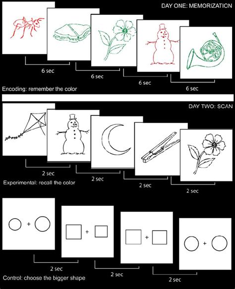Schematic Of Task Design During The Encoding Task On Day 1 And The