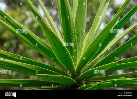 Rainwater Drops On A Plant In Sydney Nsw Australia Photo By Tara