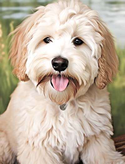 Litter Information Chloe Harley Lakeshore Doodles New York