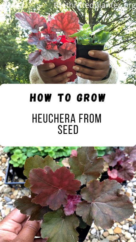 Grow Heuchera From Seed And Propagation The Thrifted Planter