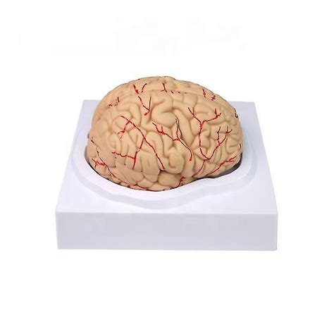 Learning Resources Human Brain Anatomical Model Anatomically Accurate