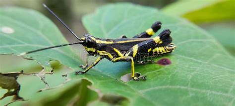 Leaf Grasshopper With Black And Yellow Patterns Stock Image Image Of Macro Yellow 316138579