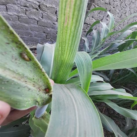 Corn Detection Object Detection Dataset By Spiderverse