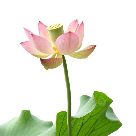 연꽃 잎 연꽃 식물 사진 패턴 로터스 꽃들 식물 Png 일러스트 및 Psd 이미지 무료 다운로드 Pngtree