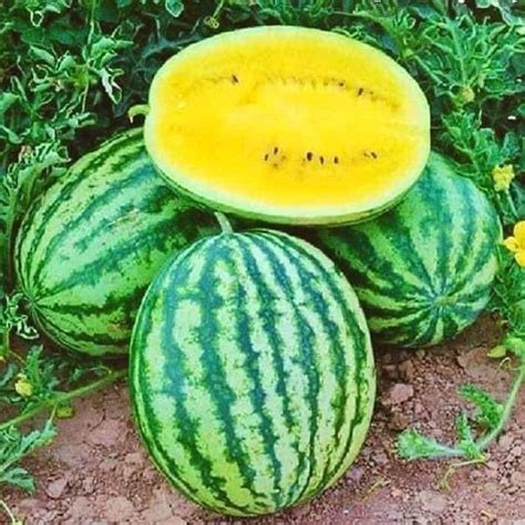 එළවළු කොරටුව අහල තිබුනට දැකල නැතුව ඇතිනෙ ලංකාවේ තියනව