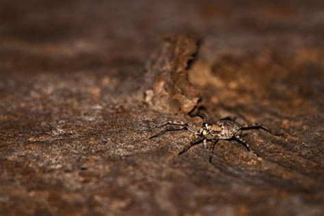 Spider Bug Insect Free Photo On Pixabay Pixabay