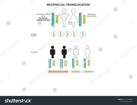 Illustration Inheritance Reciprocal Translocation Stock Vector Royalty Free 1140420509